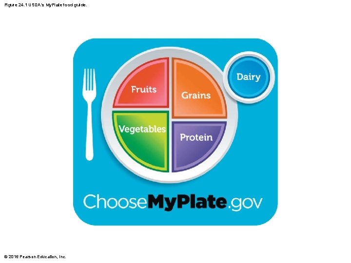 Chapter 24 Part A Nutrition Metabolism and Energy