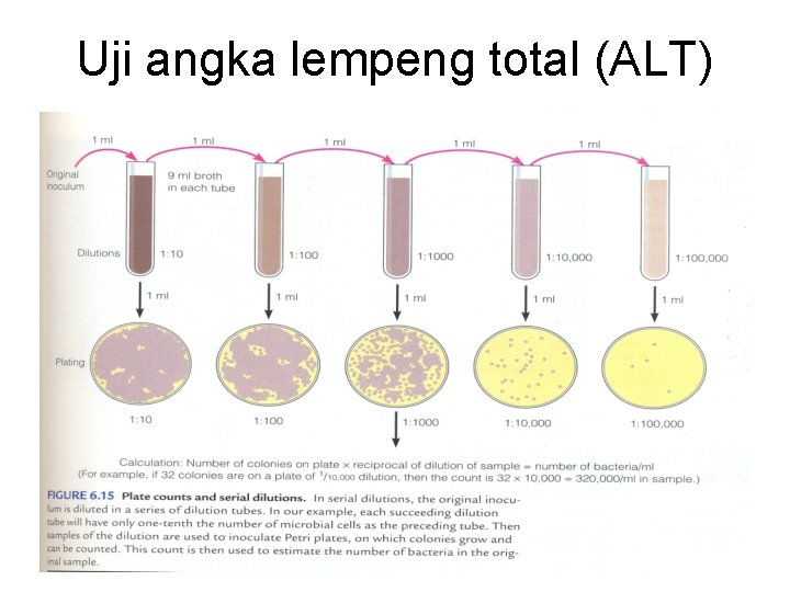PEMERIKSAAN ANGKA KUMAN Zainab M Si Apt TUJUAN