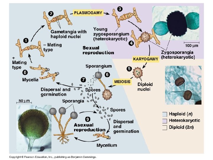 KINGDOM EUMYCOTA The True Fungi PHYLUM ZYGOMYCOTA Characteristics