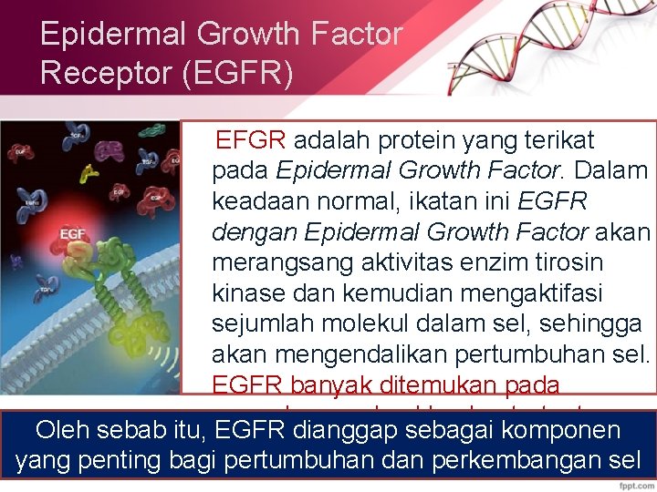 Sekolah Tinggi Farmasi Indonesia STFI Antibodi Monoklonal Obat