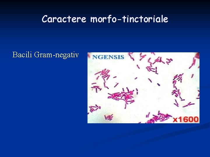 Familia Enterobacteriaceae LP 1 Familia Enterobacteriaceae Manualul de