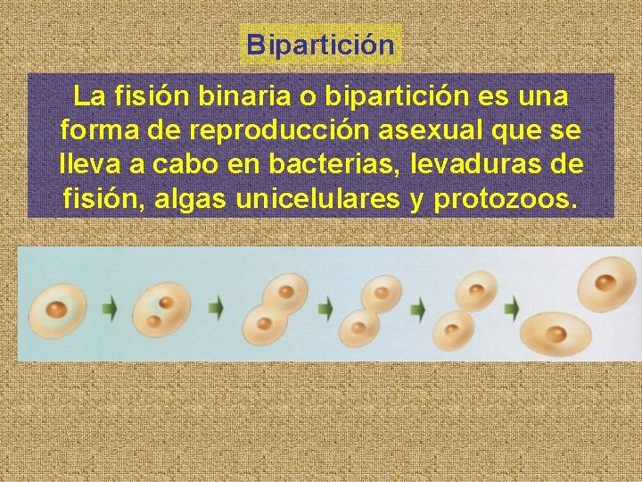 LA REPRODUCCIN ASEXUAL Ms A Lic Enrique Guillermo