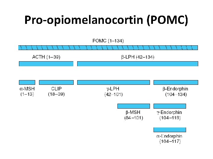 Hormones Biochemistry Classification of hormones Diversity in the