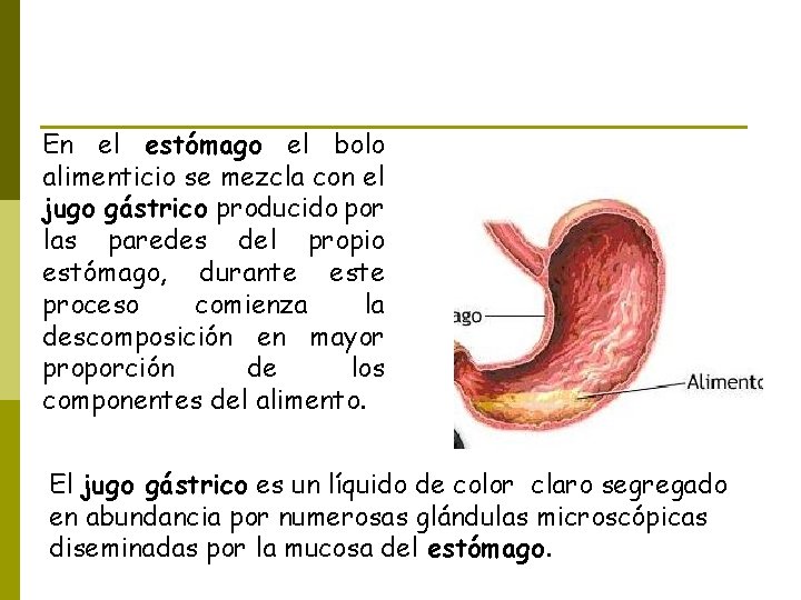 Seres Vivos Aparato Digestivo p Introduccin Un rgano