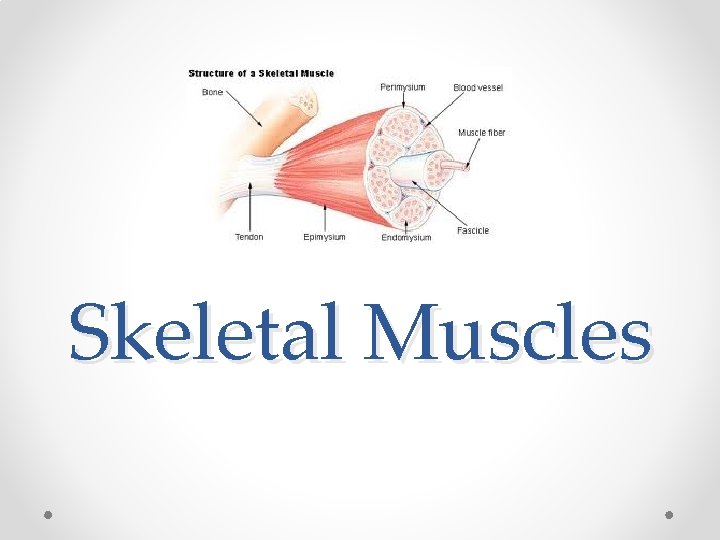 Skeletal Muscles Histology fascicle Whole muscle Muscle fiber