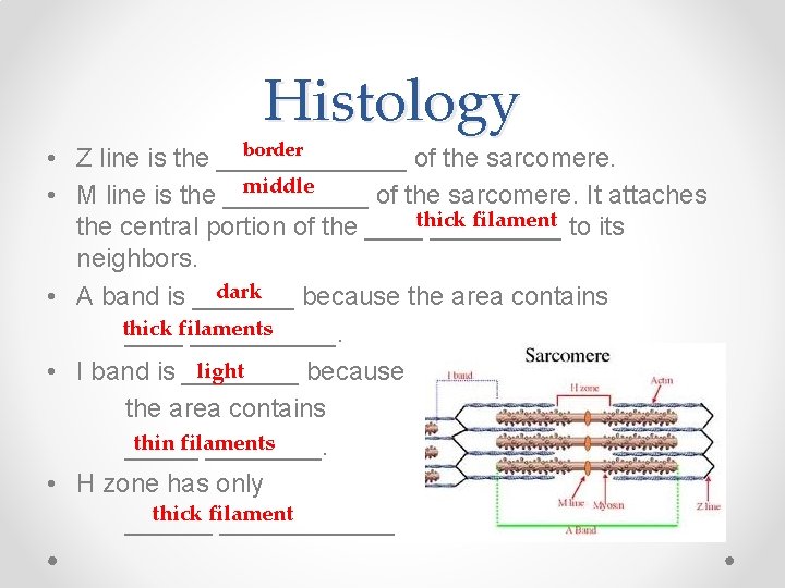 Skeletal Muscles Histology fascicle Whole muscle Muscle fiber