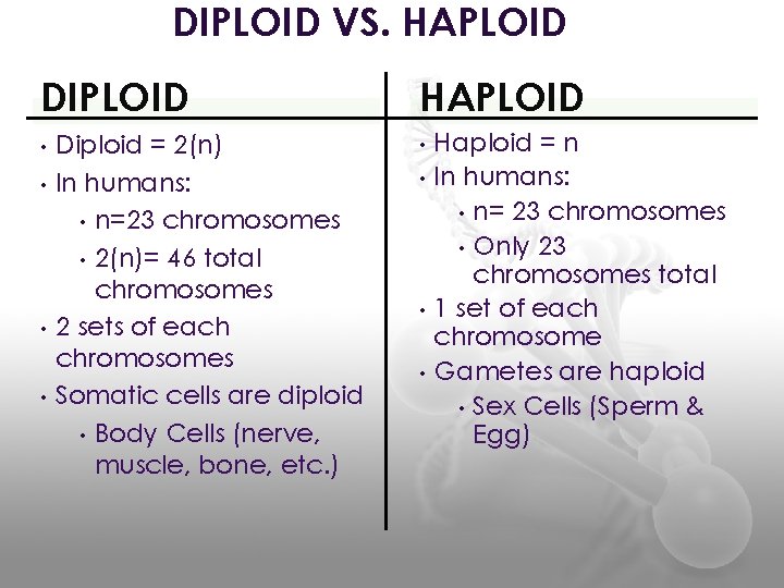 DIPLOID VS HAPLOID DIPLOID Diploid 2n In humans