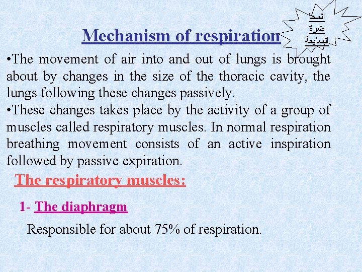 Mechanism of respiration The movement of air into