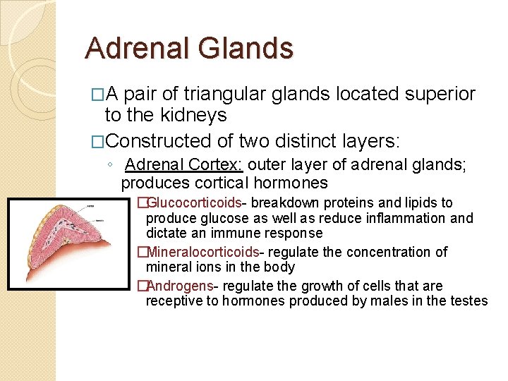 The Endocrine System Michael Mc Kenna Lou Maselli