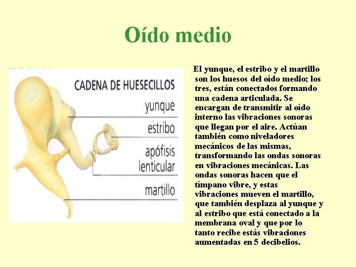 EL ODO Bases psicolgicas de la Educacin Especial