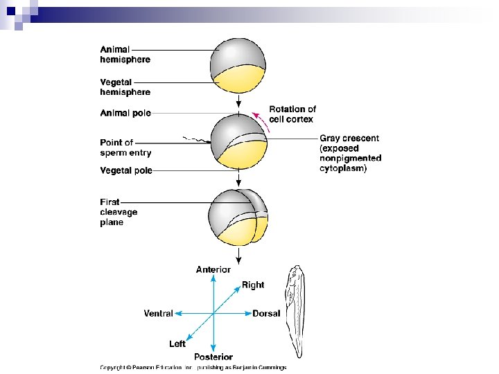 Fertilisasi dan Embriogenesis OLeh Titta Novianti Pendahuluan n