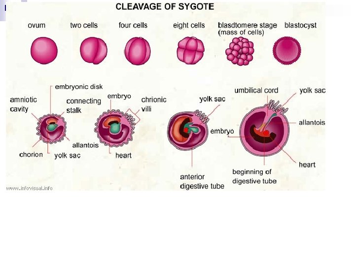 Fertilisasi dan Embriogenesis OLeh Titta Novianti Pendahuluan n
