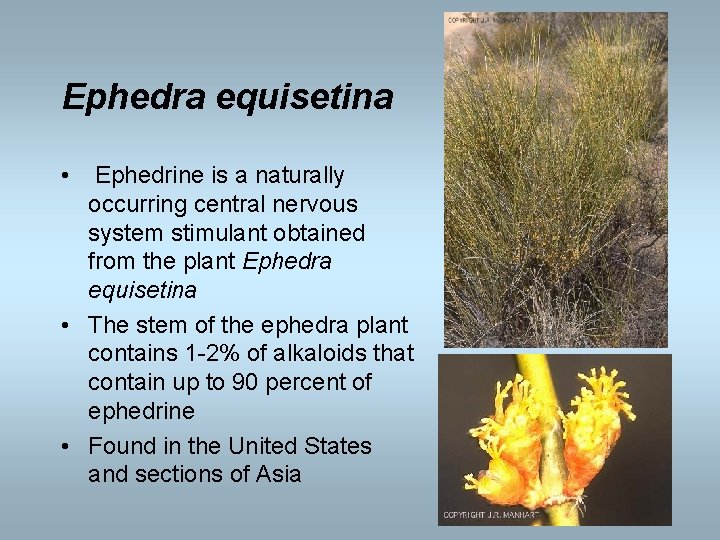 Ephedrine Presentation By Marc Bouchard History Also known