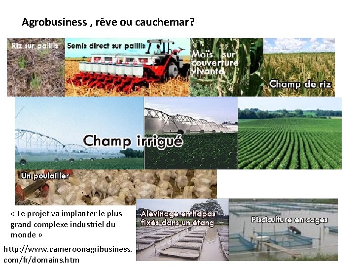 Entrepreneuriat agricole et agrobusiness quelles ralits et quelles