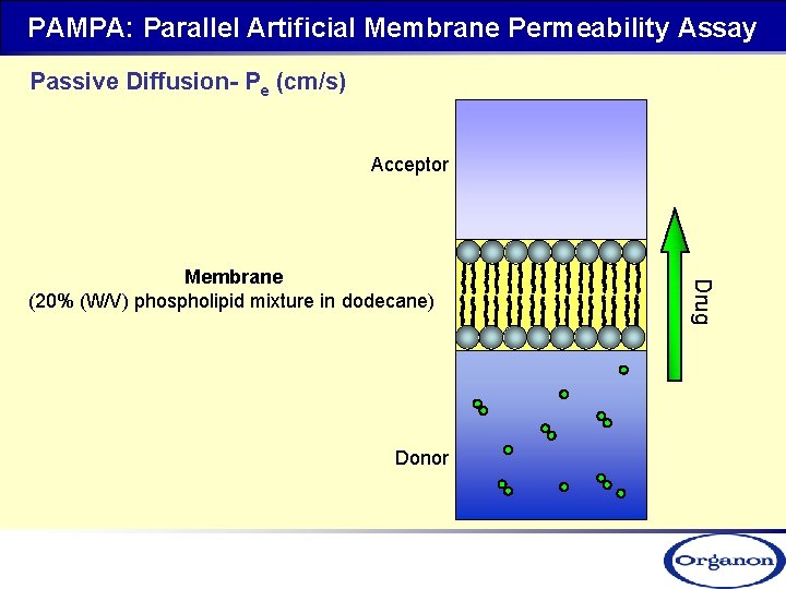 Permeability transporting drugs through lipid membranes Paula Garcia