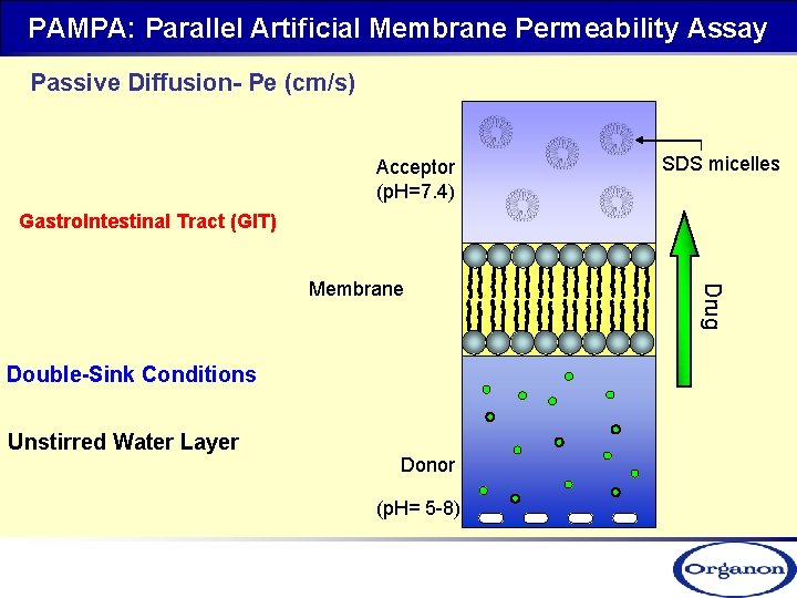 Permeability transporting drugs through lipid membranes Paula Garcia