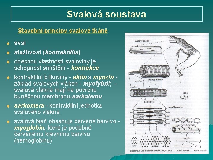 Svalov soustava Stavebn principy svalov tkn u sval