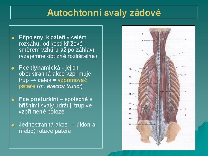 Svalov soustava Stavebn principy svalov tkn u sval