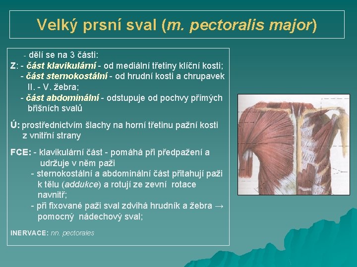 Svalov soustava Stavebn principy svalov tkn u sval