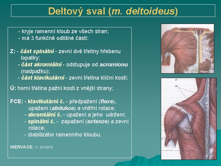Svalov soustava Stavebn principy svalov tkn u sval