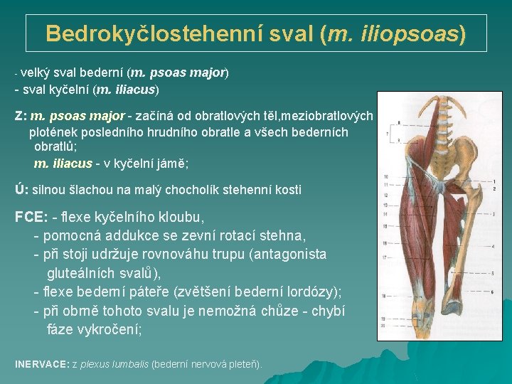 Svalov soustava Stavebn principy svalov tkn u sval