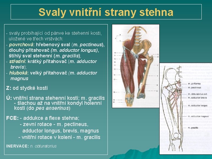 Svalov soustava Stavebn principy svalov tkn u sval