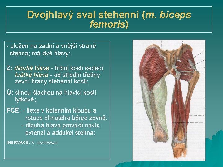 Svalov soustava Stavebn principy svalov tkn u sval