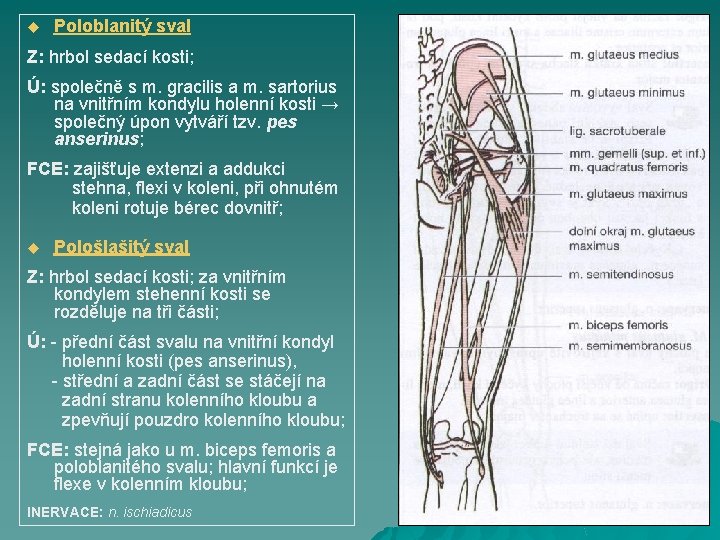 Svalov soustava Stavebn principy svalov tkn u sval