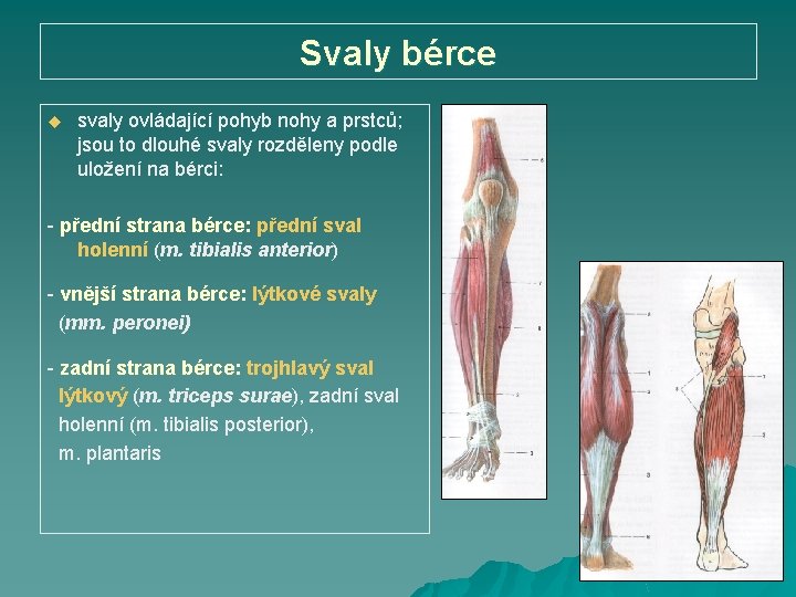 Svalov soustava Stavebn principy svalov tkn u sval