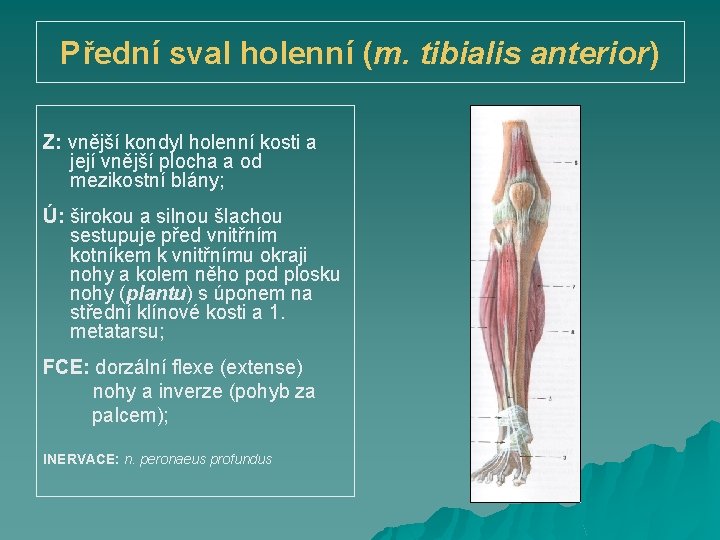 Svalov soustava Stavebn principy svalov tkn u sval
