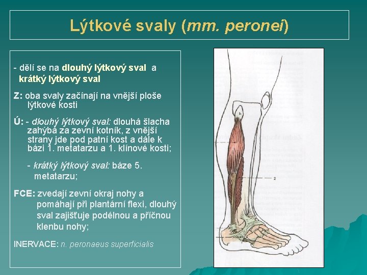 Svalov soustava Stavebn principy svalov tkn u sval