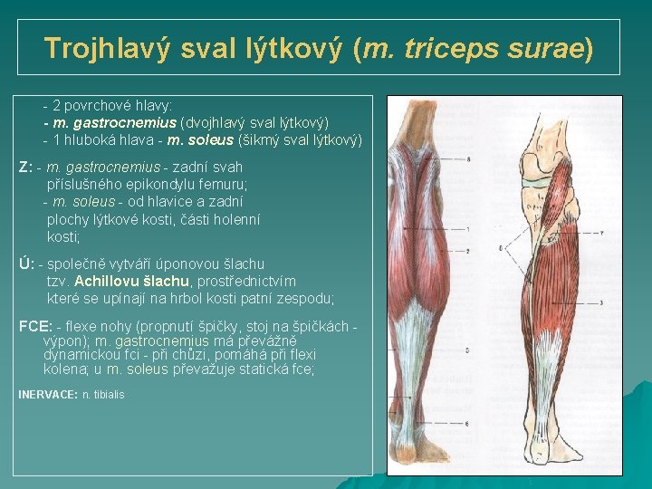 Svalov soustava Stavebn principy svalov tkn u sval
