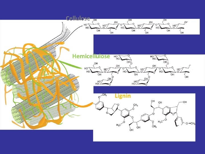 Trowell polysaccharide cellulose hemicellulose lignan mucilage storage ...