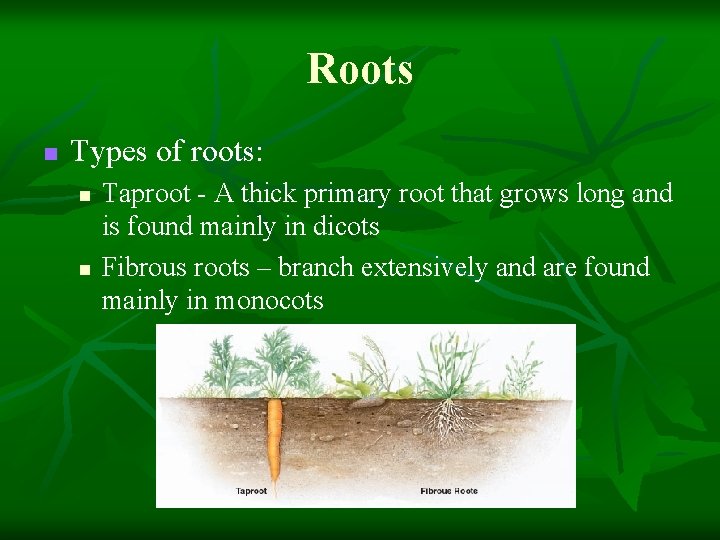 Roots Stems and Leaves Chapter 23 Biology Miller
