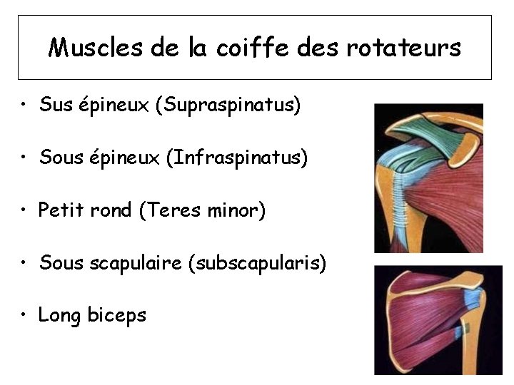 Smiologie de lpaule E ACQUACALDA Rhumatologie Quelques rappels