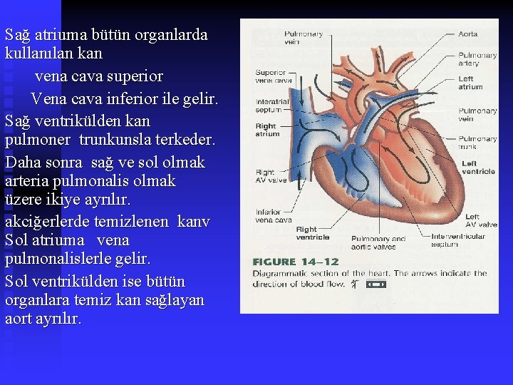 Kalp Kalbin morfolojik yaps Kalp toraks boluunda yerlemi