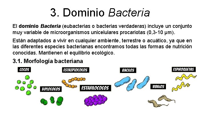Tema 16 Microbiologa Parte II Eucariotas bacterias y