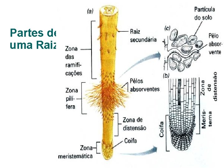 MORFOLOGIA VEGETAL RAIZ E CAULE RAIZ Def o