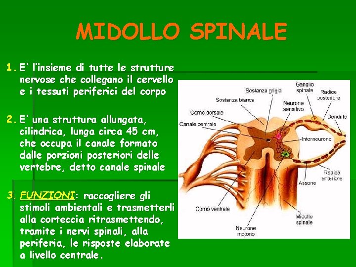 LE MIELOLESIONI Dott E Andreoli MIDOLLO SPINALE 1