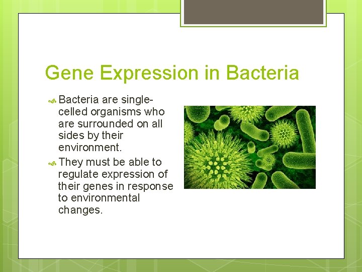 Gene Expression AP Biology Questions to Ponder How