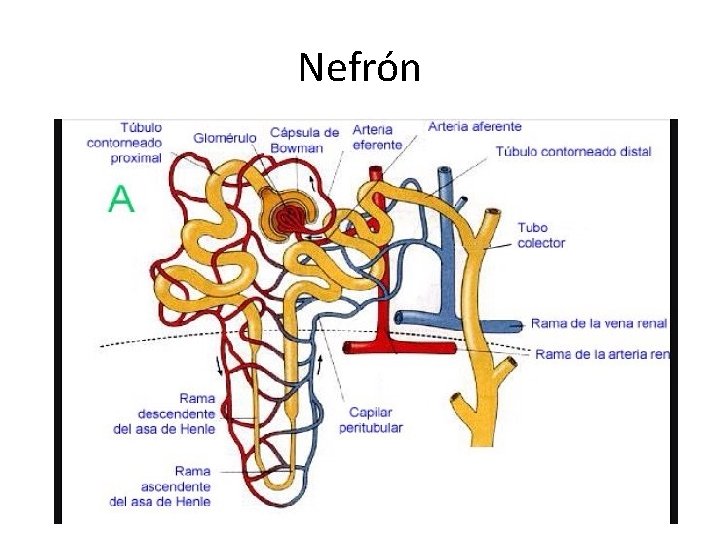 Funcin renal Rol de la orina en la