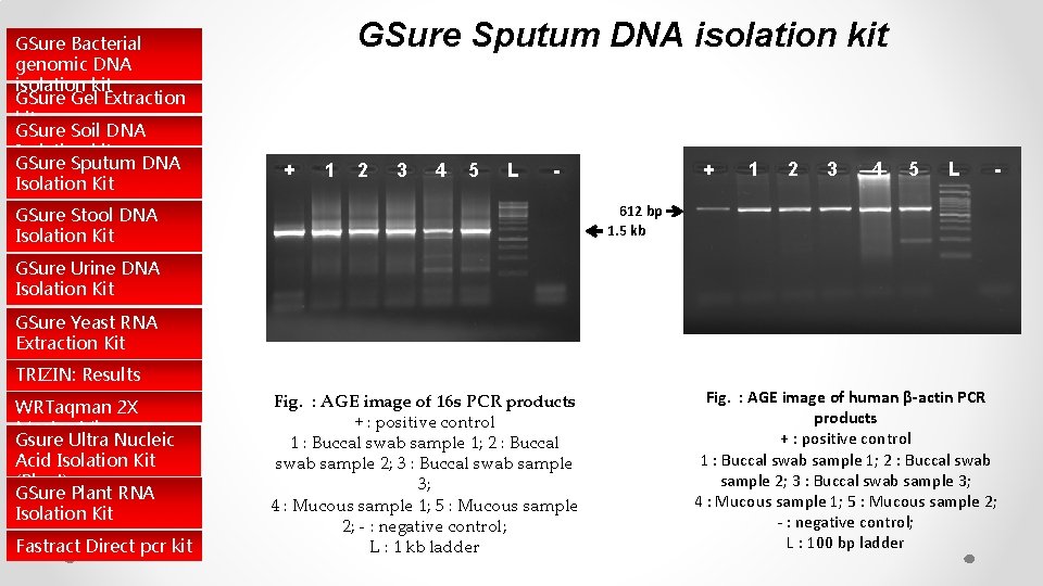 GSure Bacterial genomic DNA isolation kit GSure Gel