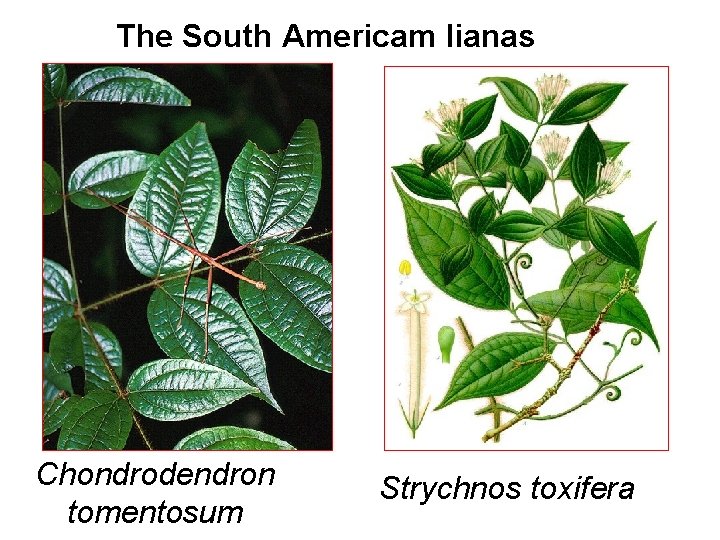 Medical University of Sofia Faculty of Medicine Department