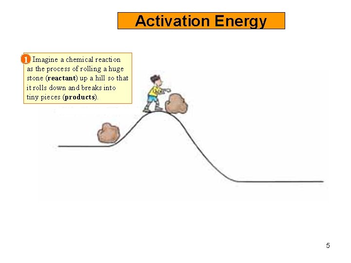 Chapter 5 Enzymes What Are Enzymes Classification of