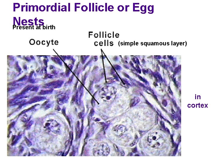 Ch 27 Female Reproductive System All organs are
