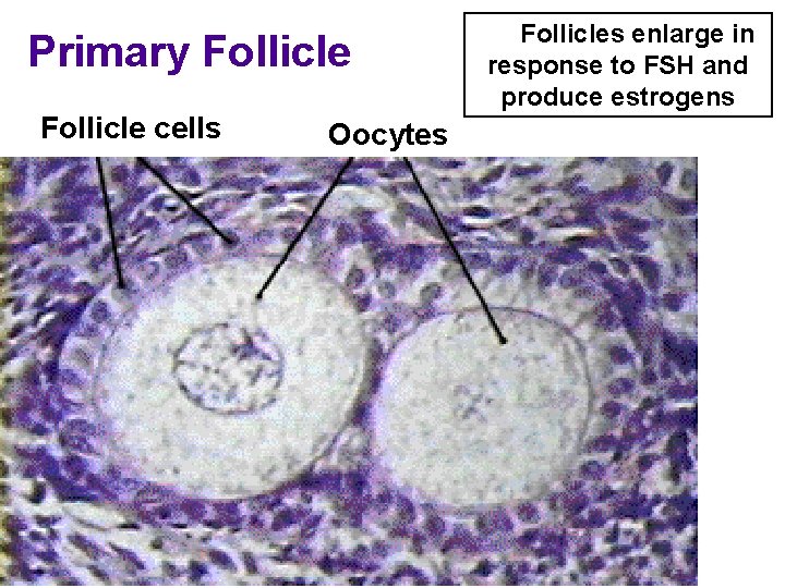 Ch 27 Female Reproductive System All organs are