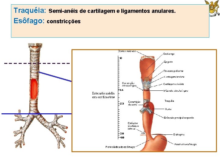 RCG 1036 ANATOMIA TOPOGRFICA APLICADA FISIOTERAPIA AULA 8