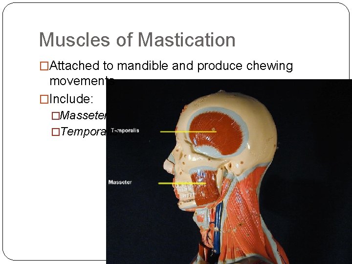 Mastication