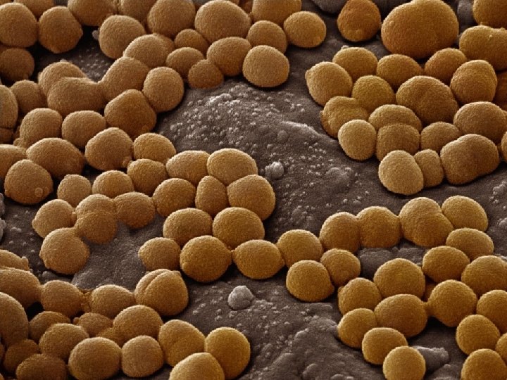 Cell Structure Chapter 3 1 Looking at cells