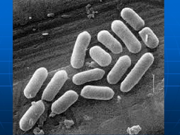 Cell Structure Chapter 3 1 Looking at cells